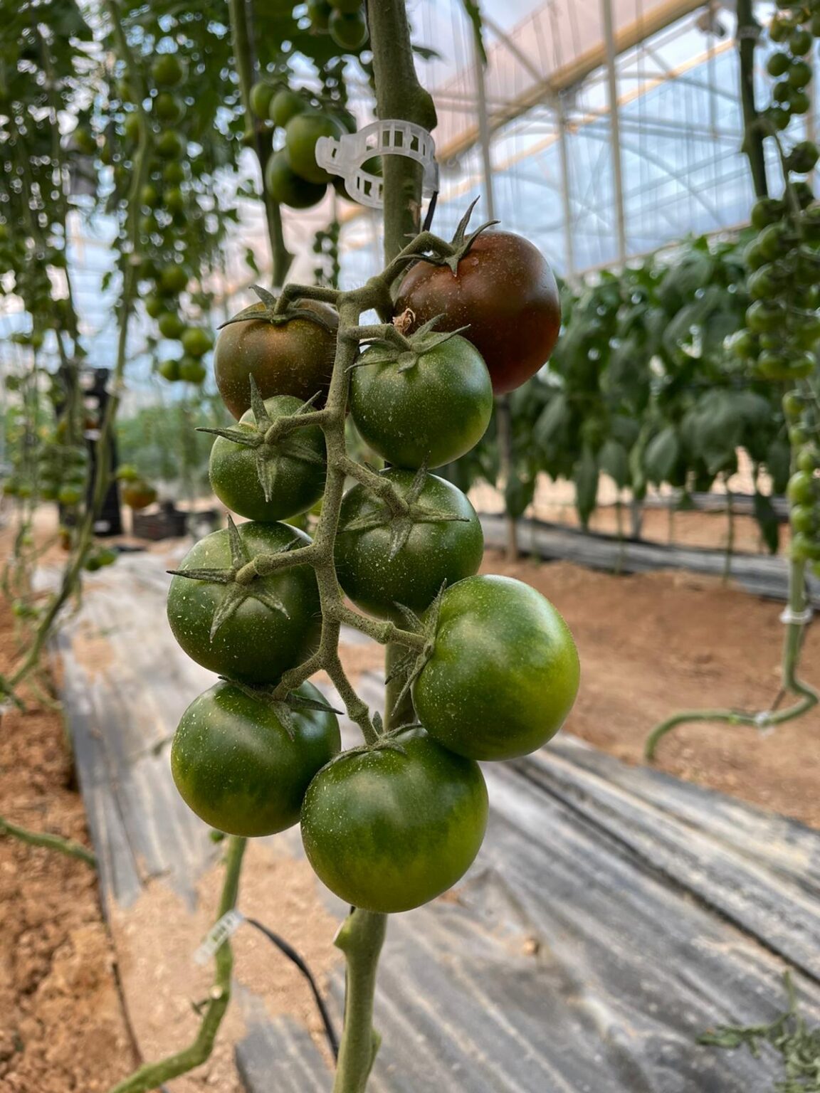 Entrevista a Daniel Caballero de Tomates Castellano Dani