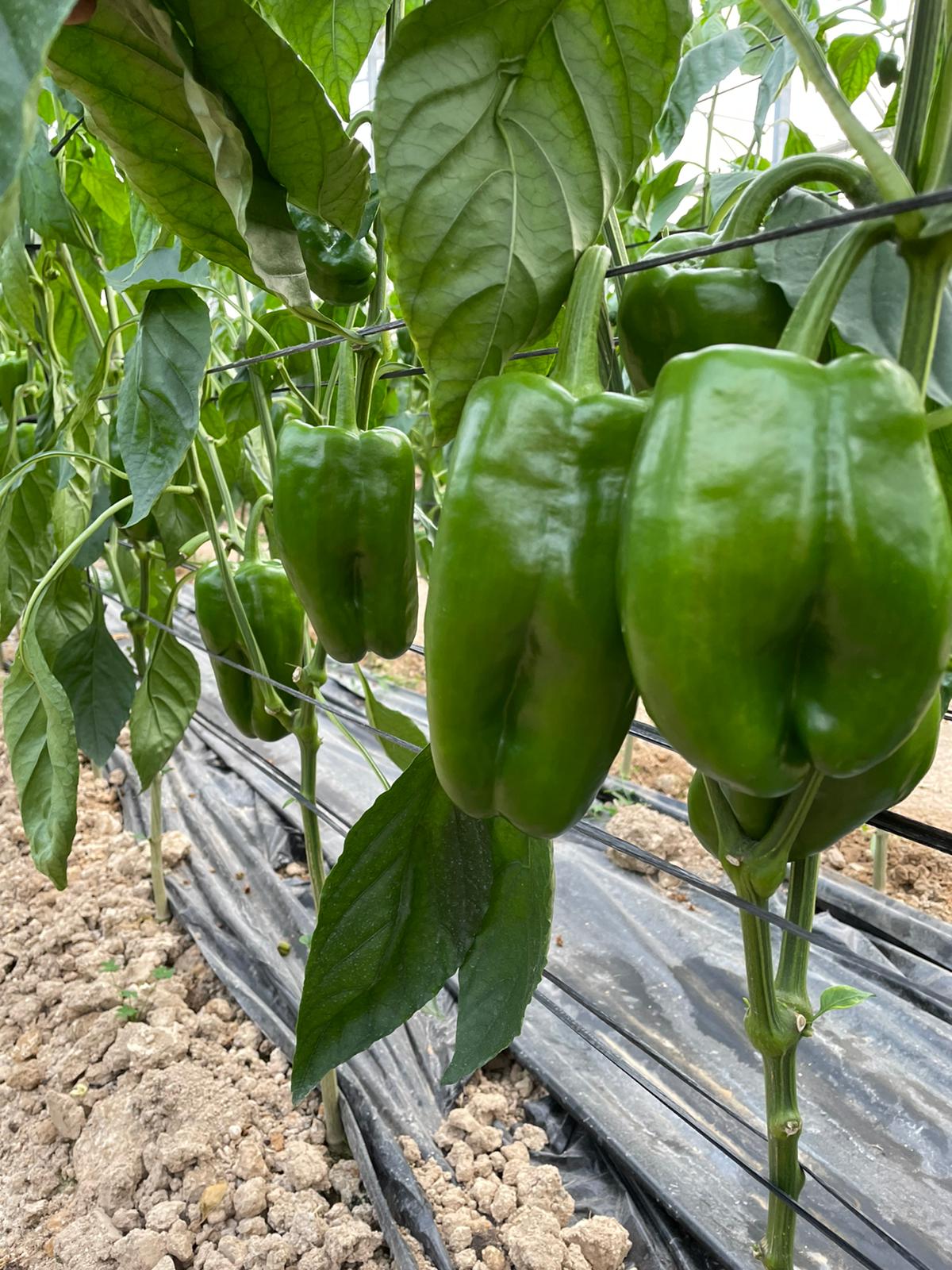 Entrevista a Daniel Caballero de Tomates Castellano Dani